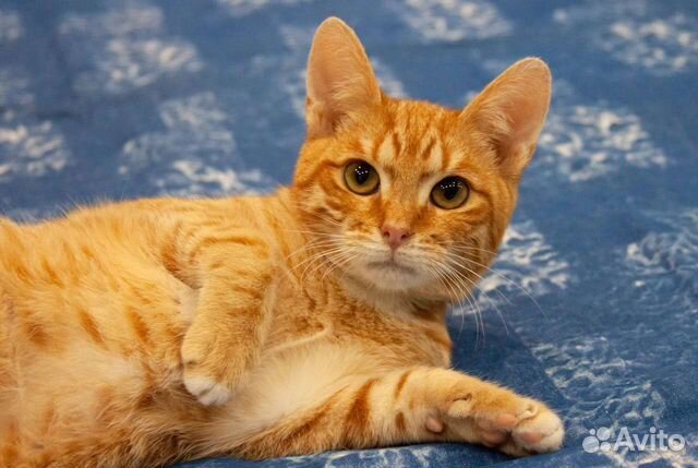 Рыжий котик Честер в дар. 6 мес