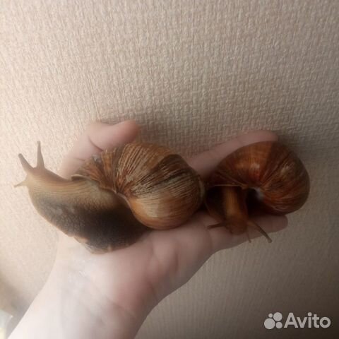 Улитки ахатины