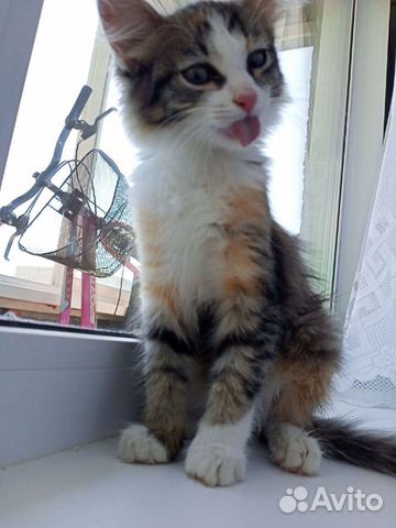 Кошка
