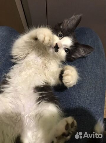 Котенок в добрые руки