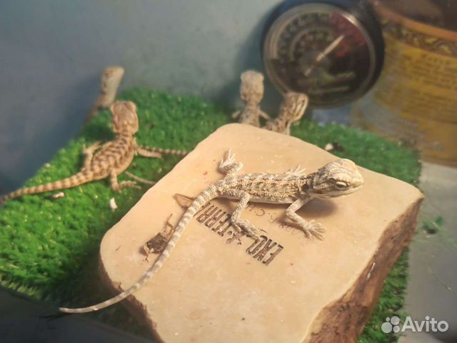 Бородатая агама