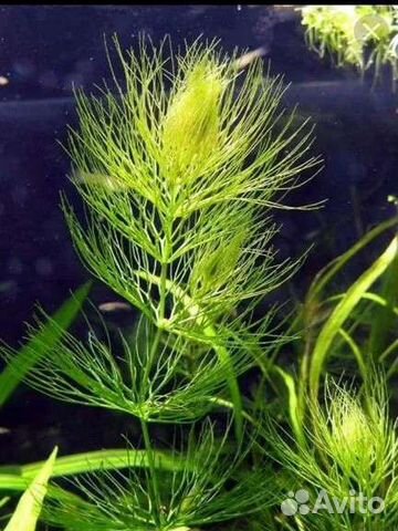 Роголистник, криветки