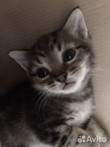 Котик в дар