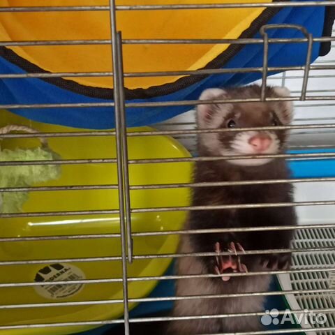 Хорек с клеткой