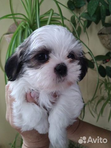 Щенки Ши-тцу Чудо дети