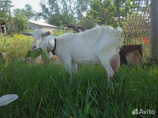 Зааненская коза