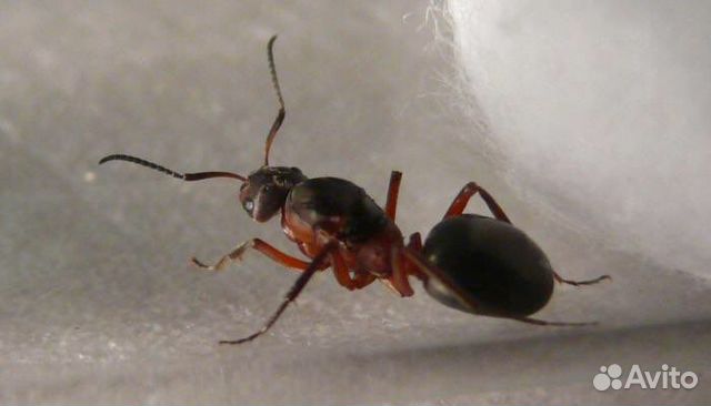 Муравьи Formica Rufa/ Formica Polyctena