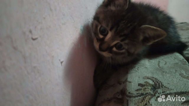 Кошки в добрые руки бесплатно