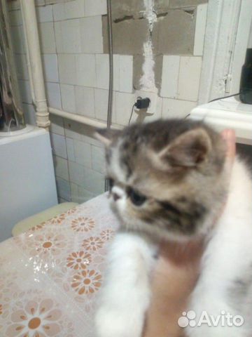 Экзотическая