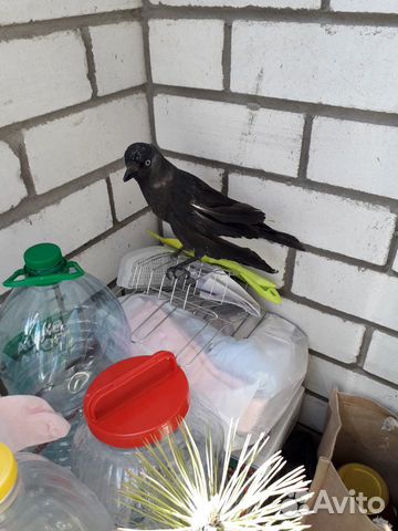 Галку в добрые руки