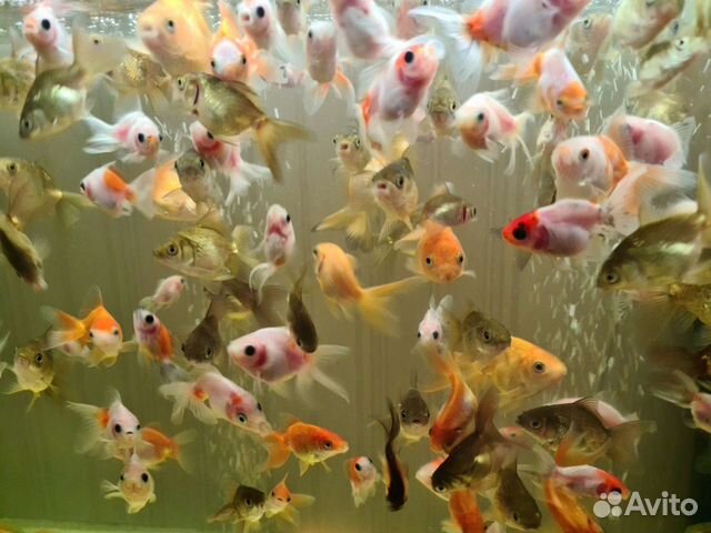 Оранда, телескопы