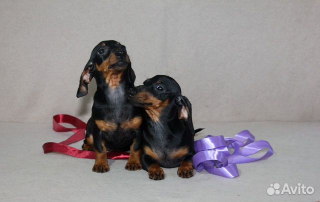 Кроличьи черно/подпалые гладкошерстные девочки