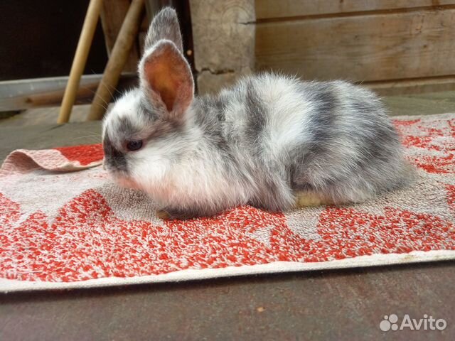 Декоративные карликовые кролики
