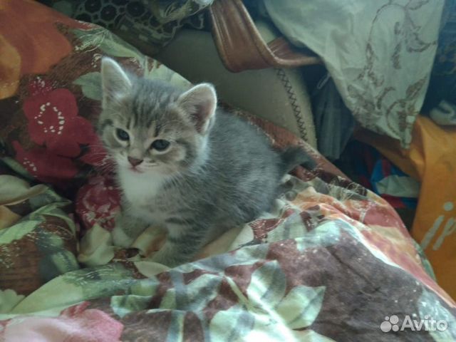 Котёнок в хорошие руки