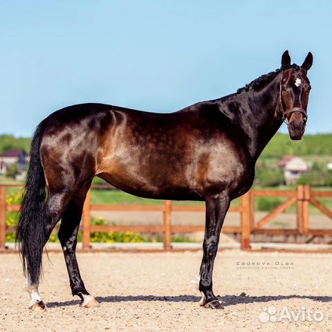 Спортивная лошадь