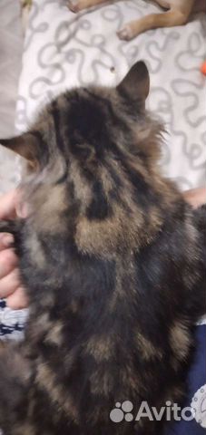 Отдадим в добрые руки кота