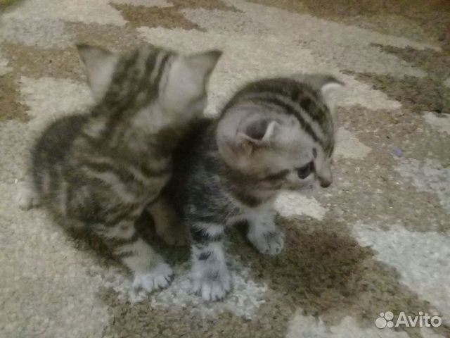 Продам, двух котят