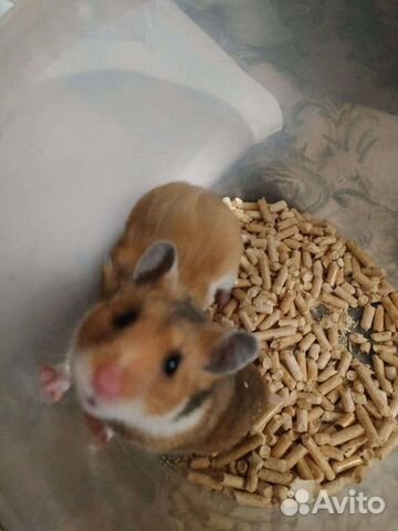 Джунгарские и Сирийские хомячки