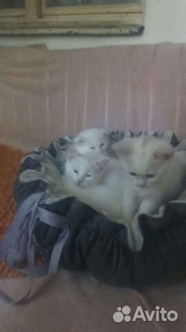 Отдам котят в хорошие