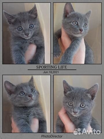 Котята в добрые ручки