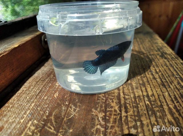 Рыбка петушок (самка) голубая