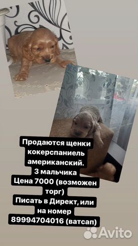 Собака