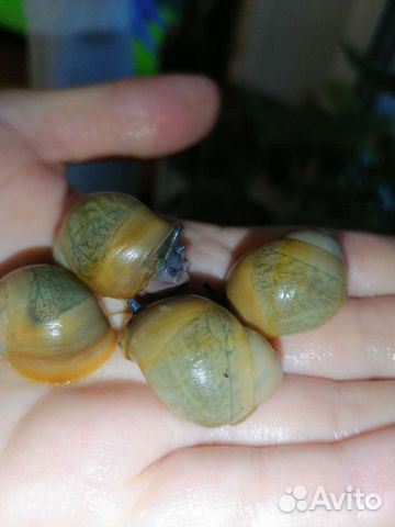 Архахатина Иктерика