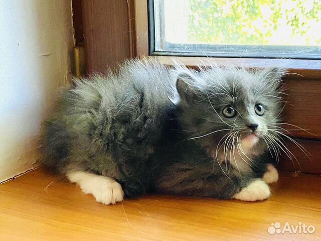 Котенок Необыкновенный