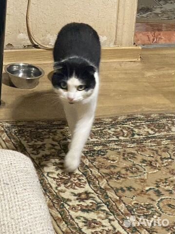 Котик в дар 1,5 года отдаю в связи с переездом