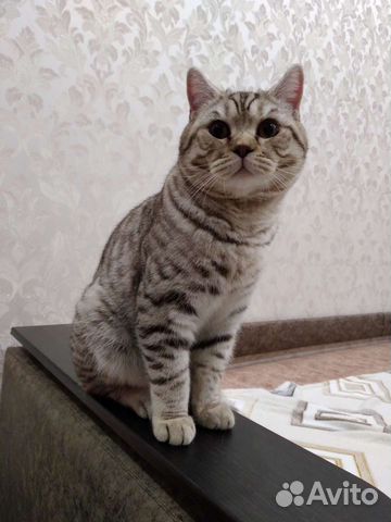 Молодой котик ищет кошечку на вязку