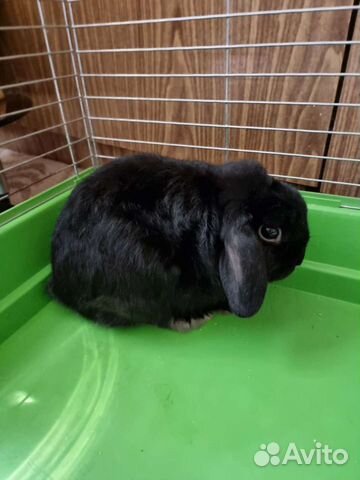 Декоративные кролик