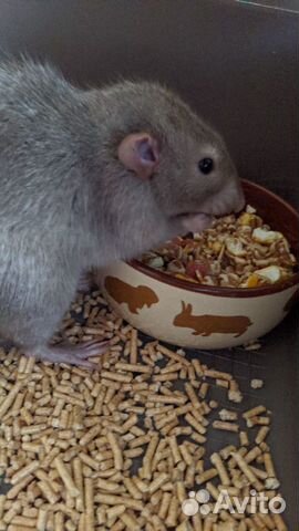 Крыса Дамбо в хорошие руки