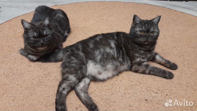 Британские котята в добрые руки бесплатно
