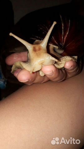 Улитки ахатины бесплатно