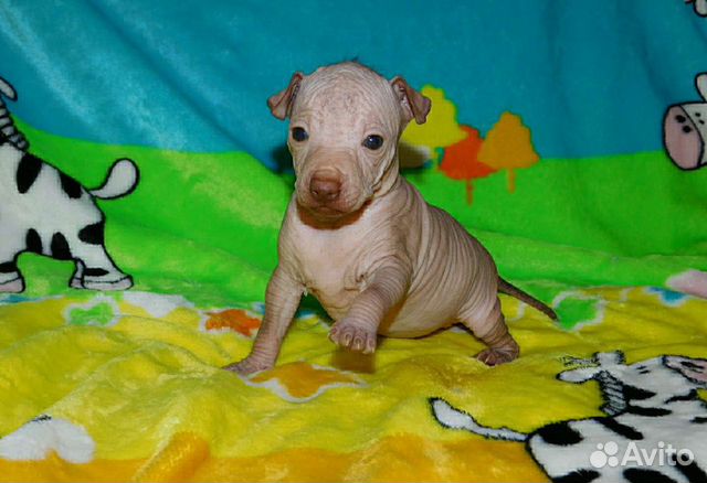 Ксолоитцкуинтли девочка мини