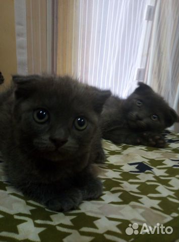 Котята