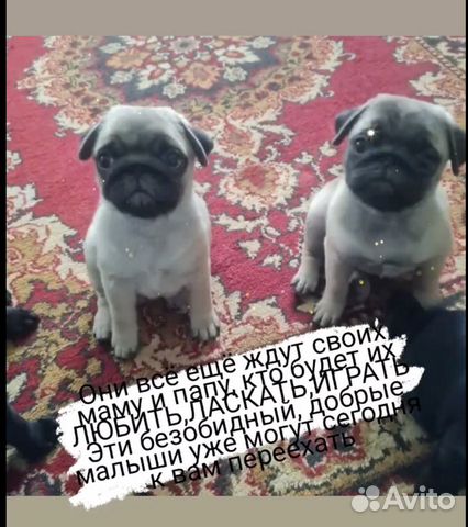Мопс