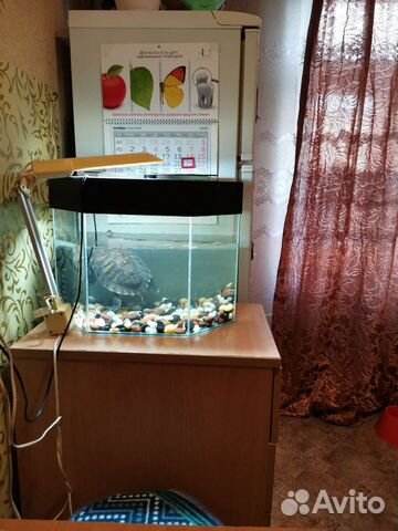 Красноухая черепаха