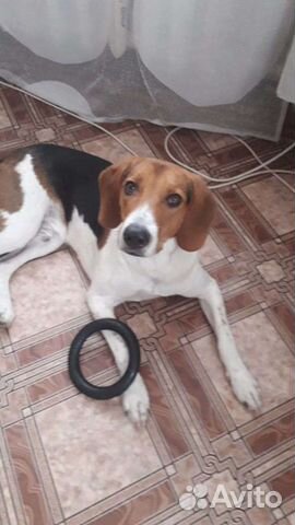 Эстонская гончая