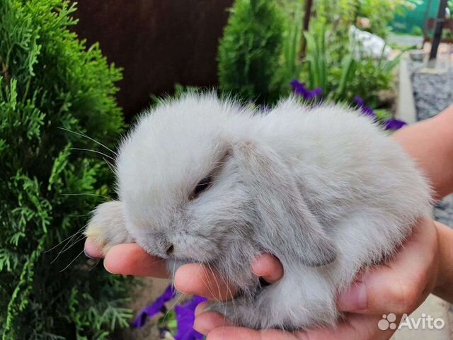 Кролик вислоухий