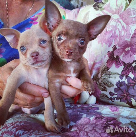 Миники малыши чихуахуа