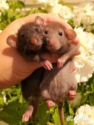 Крысята дамбо от rat love