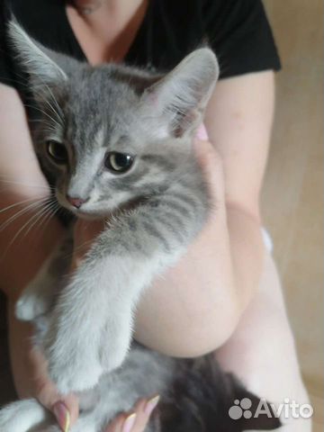 Кошка в дар