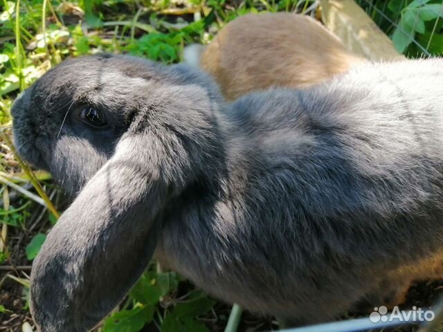 Кролик вислоухий
