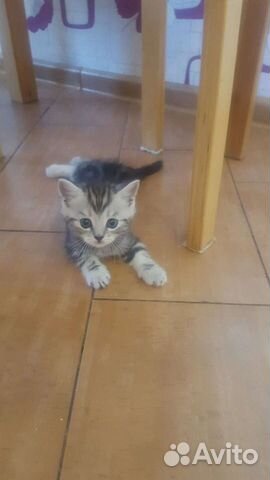 Британские котята. 2 мальчика и 1 девочка