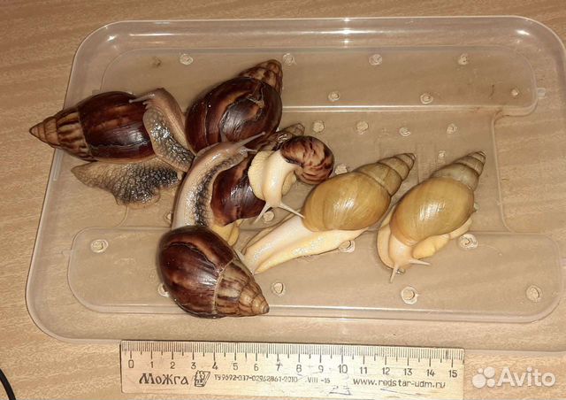 Улитки ахатины бесплатно