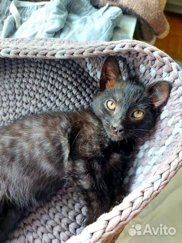 Котики бесплатно в добрые руки