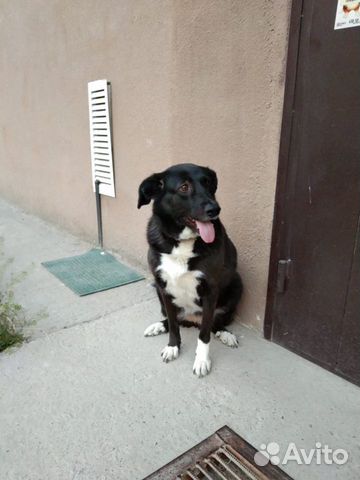 Собака в добрые руки