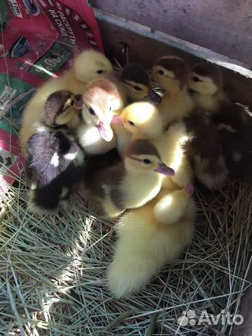 Индоутята-шептуны