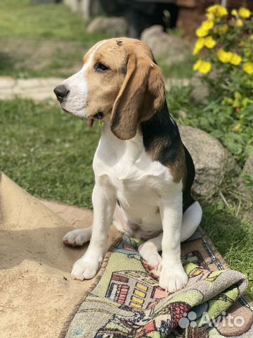 Собака Бигль